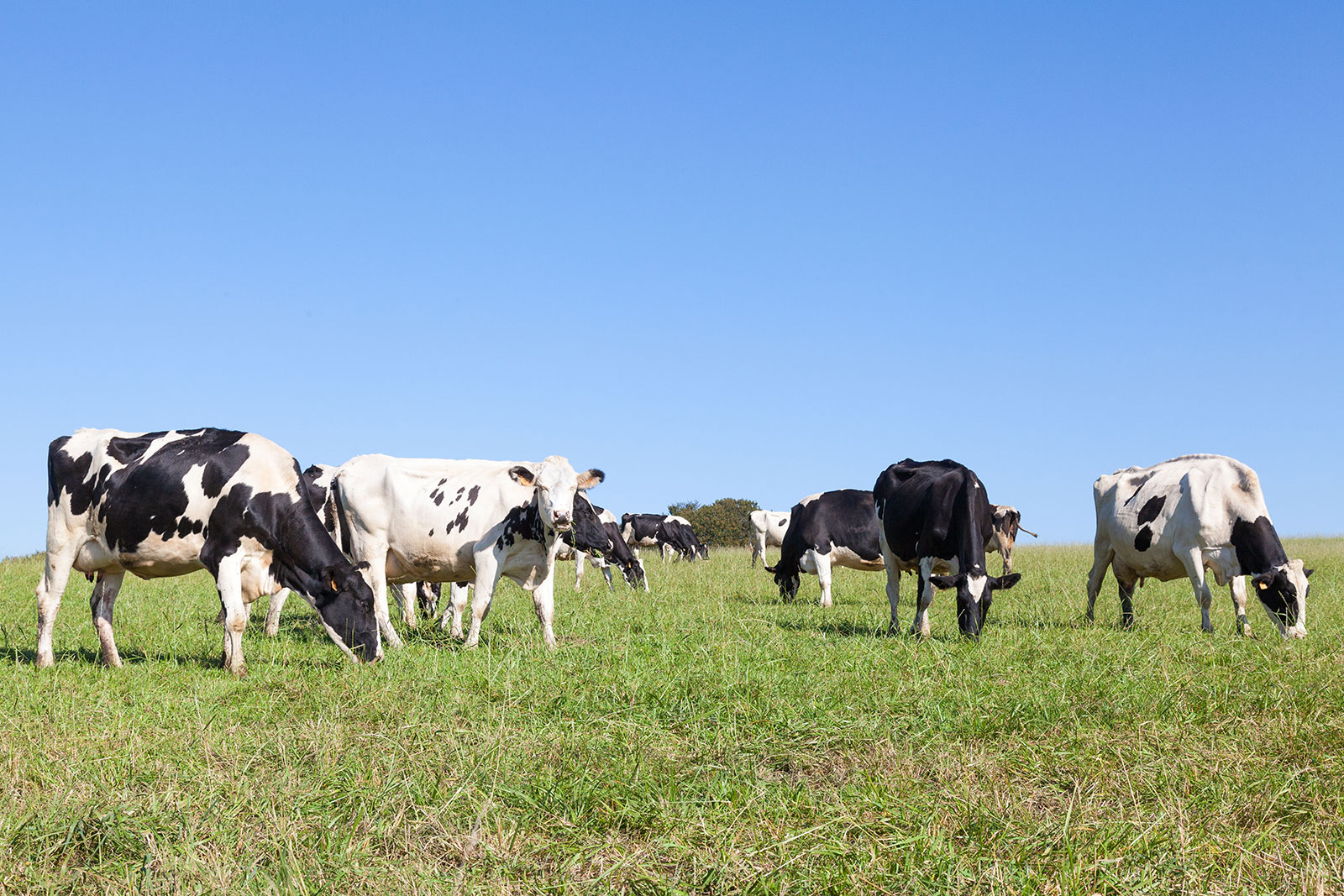 Humane livestock raising